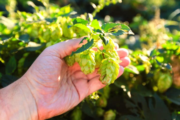 How to Grow Hops for Home Brew (+ 3 Other Uses)