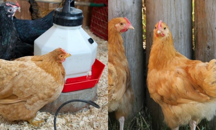 7 Gadgets Every Backyard Chicken Owner Needs