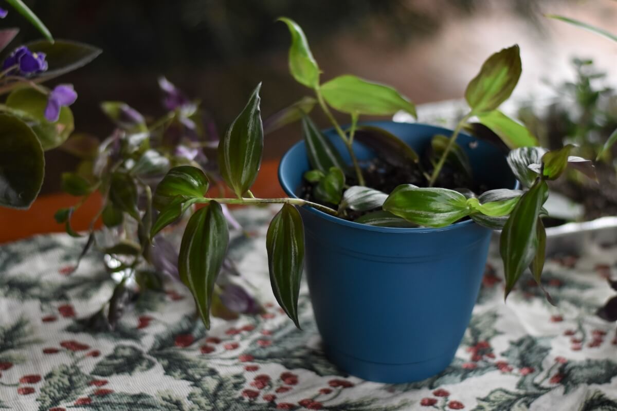 Inch Plant, Spiderwort or Wandering Dude Care & Propagation - The ...