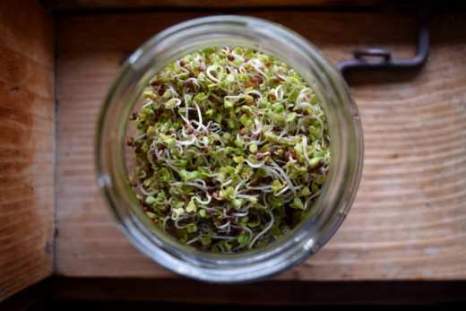 Quick and Easy Sprouting Guide: How To Sprout Vegetable Seeds