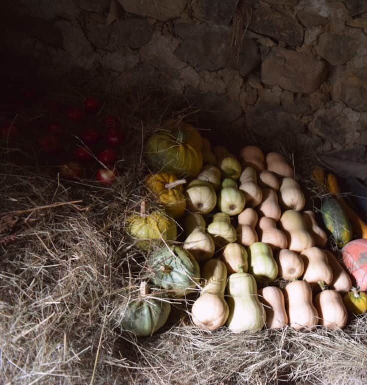 How To Cure and Store Winter Squash and Pumpkins