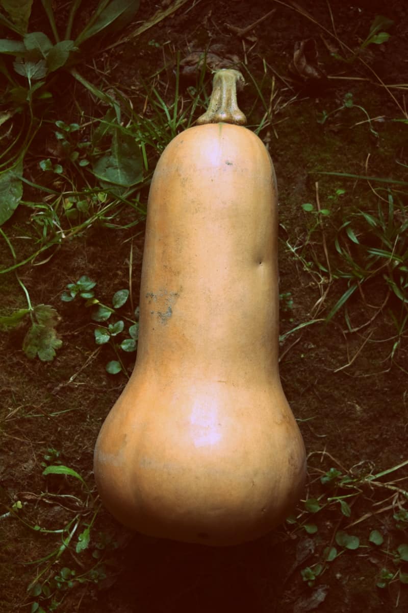 How To Cure and Store Winter Squash and Pumpkins