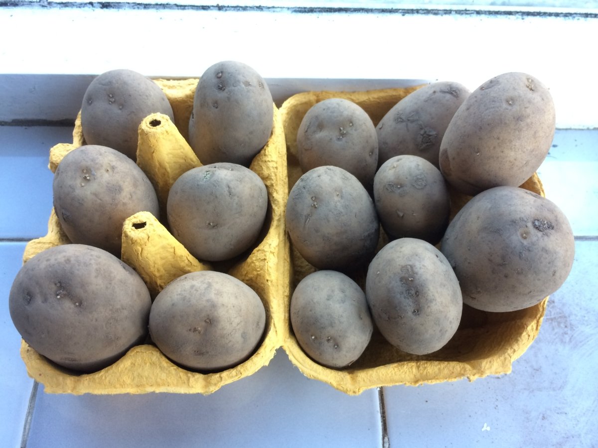 How to Chit Seed Potatoes + Planting & Growing Tips