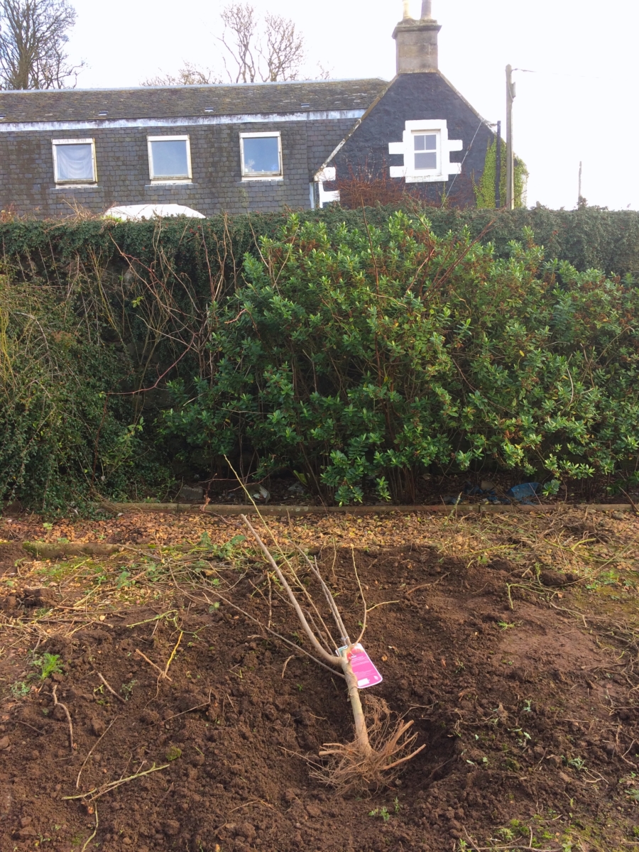 How To Plant A Plum Tree: Step-By-Step with Photos