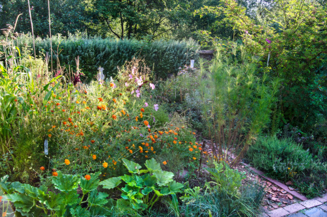 Annuals, Biennials and Perennials - 3 Plant Types You Need To Know