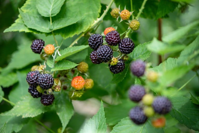 How To Prune Raspberries For A Bumper Harvest Year After Year