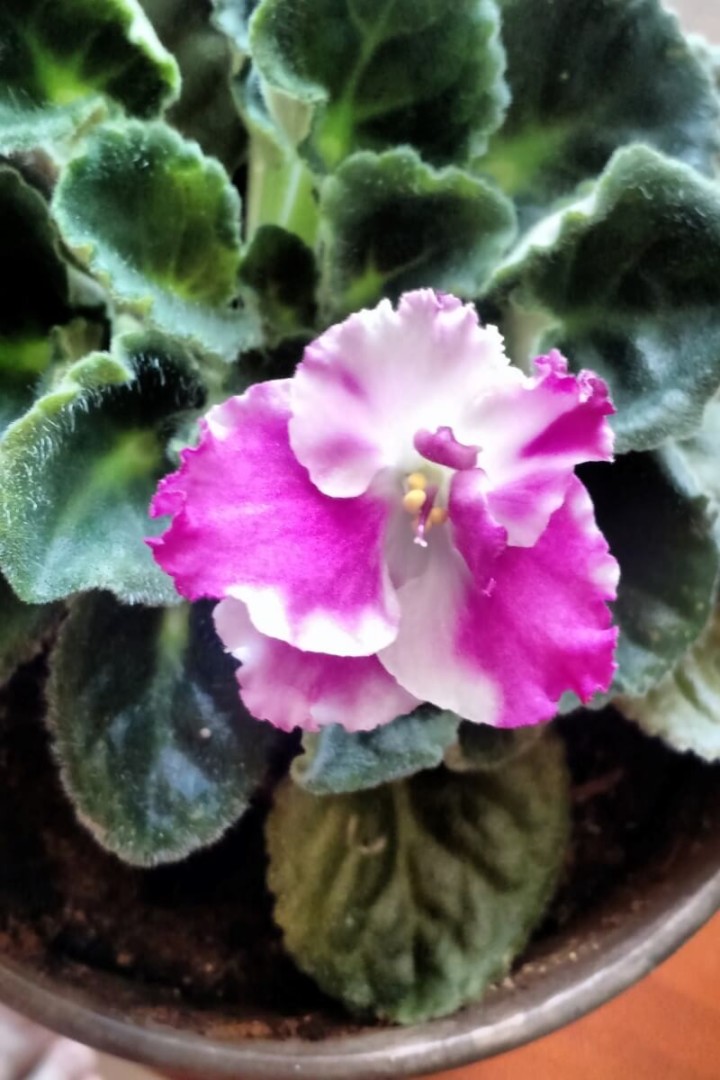 African Violets: How To Care, Get More Blooms & Propagate