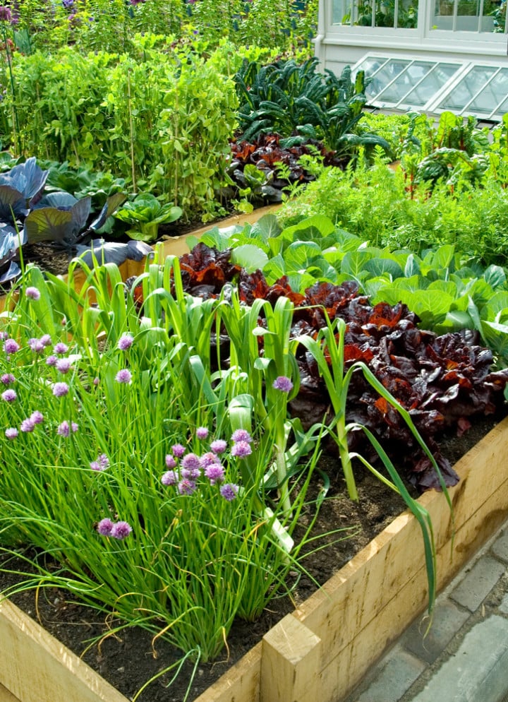 18 Perennial Veggies You Can Plant Once and Harvest For Years