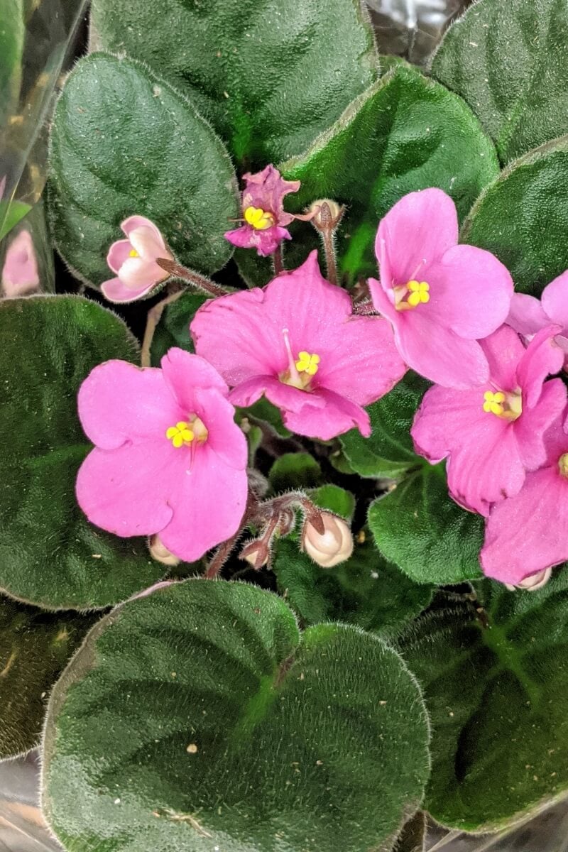 African Violets: How To Care, Get More Blooms & Propagate