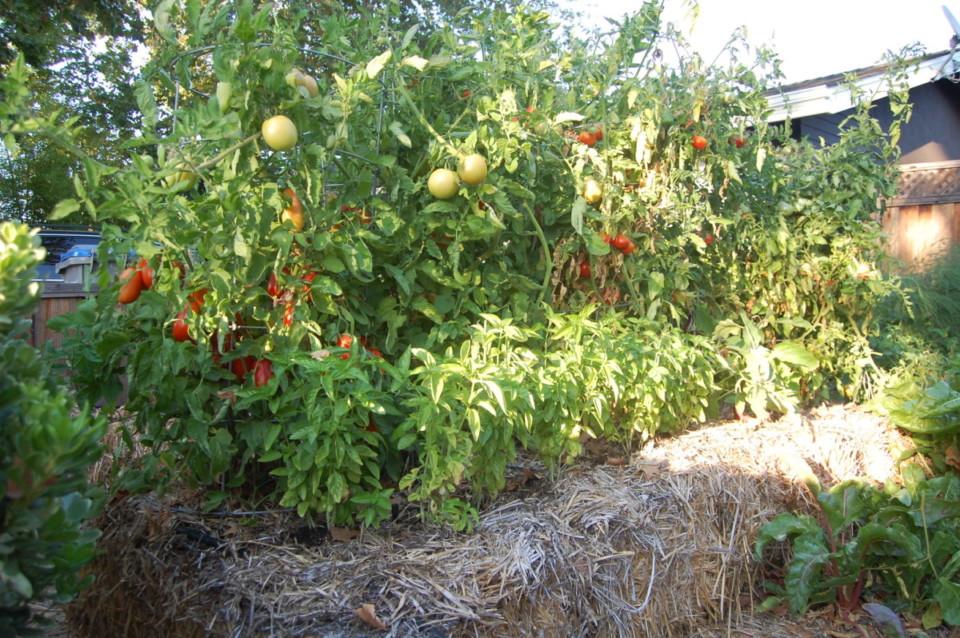 Straw Bale Gardening: A Genius & Easy Way To Grow Food