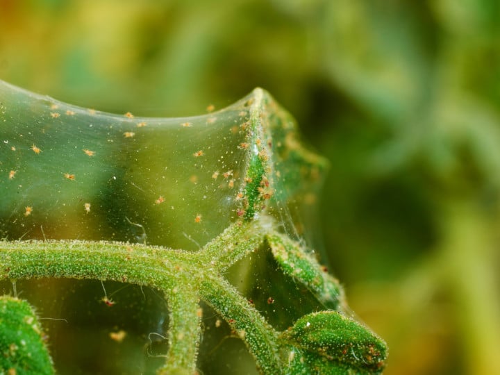 20 Common Tomato Pests and How To Deal With Them