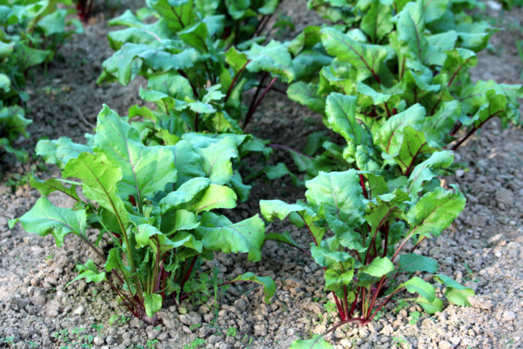 26 Vegetables To Grow In The Shade