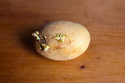 How to Chit Seed Potatoes + Planting & Growing Tips