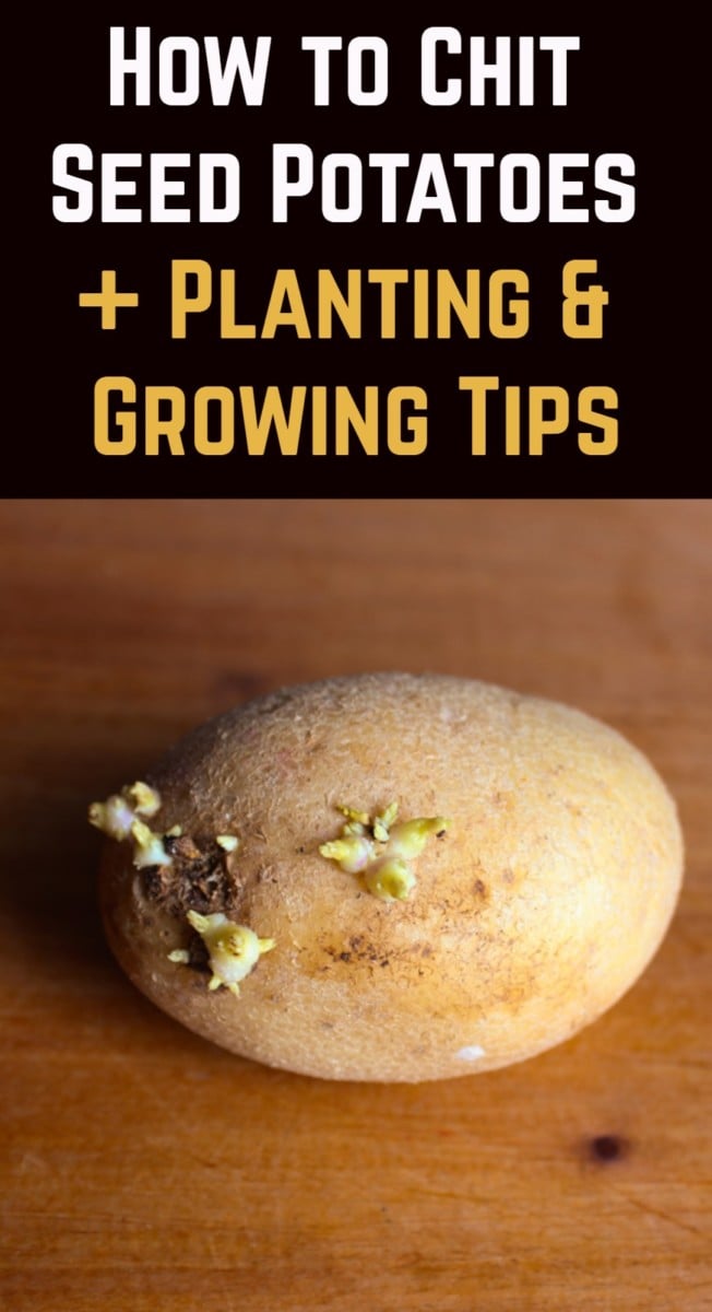 How to Chit Seed Potatoes + Planting & Growing Tips