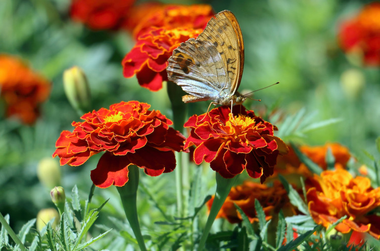 15 Reasons To Grow Marigolds In The Vegetable Garden