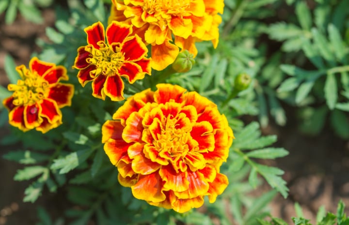 15 Reasons To Grow Marigolds In The Vegetable Garden