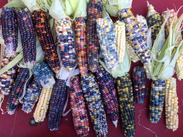 How To Grow & Use Glass Gem Corn - The Most Beautiful Corn In The World