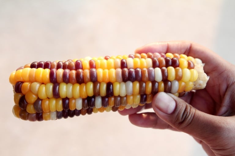 How To Grow & Use Glass Gem Corn - The Most Beautiful Corn In The World