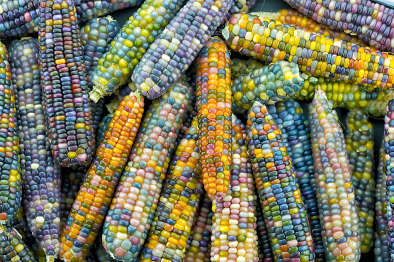 How To Grow & Use Glass Gem Corn - The Most Beautiful Corn In The World