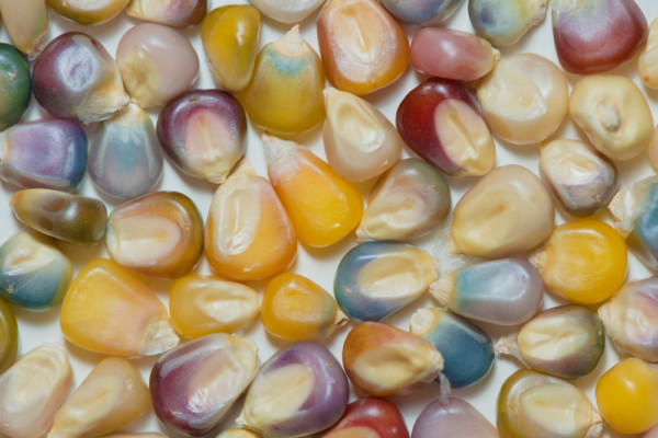 How To Grow & Use Glass Gem Corn - The Most Beautiful Corn In The World