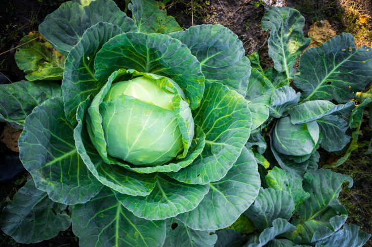 26 Vegetables To Grow In The Shade