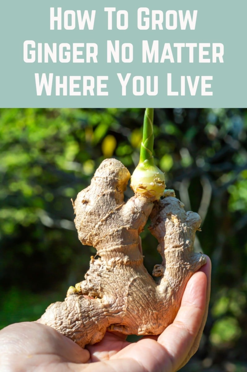How To Grow Ginger No Matter Where You Live