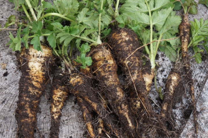 26 Vegetables To Grow In The Shade