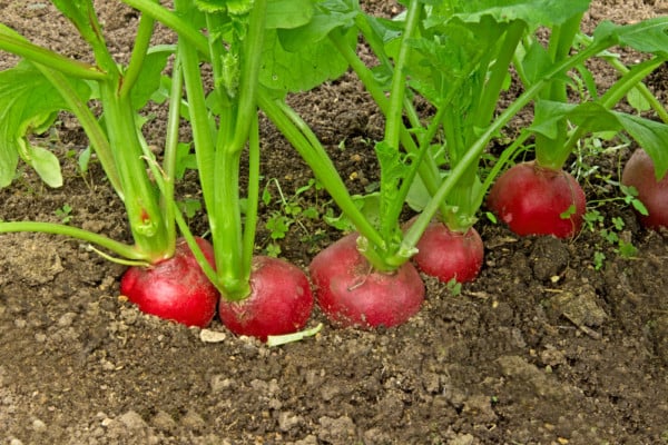 26 Vegetables To Grow In The Shade