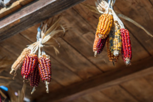 How To Grow & Use Glass Gem Corn - The Most Beautiful Corn In The World