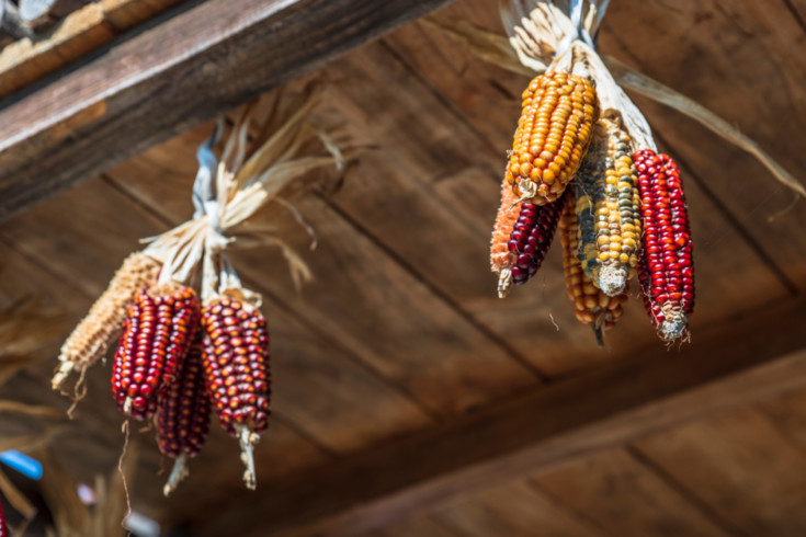 How To Grow & Use Glass Gem Corn - The Most Beautiful Corn In The World