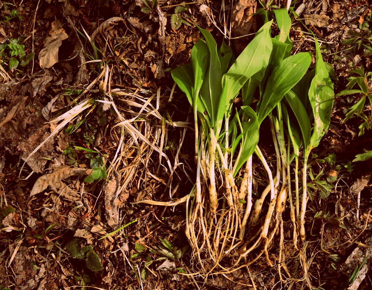 Foraging, Eating And Preserving Ramsons (Wild Garlic)