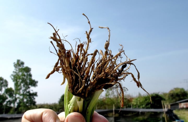 15 Reasons To Grow Marigolds In The Vegetable Garden