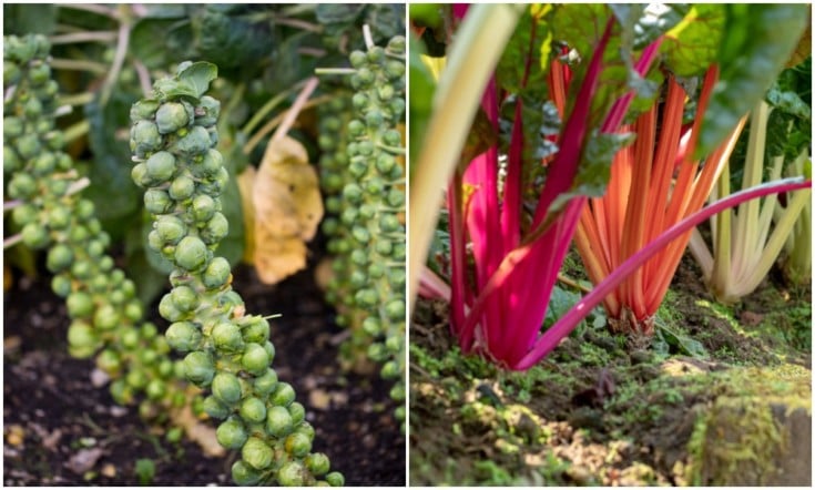 26 Vegetables To Grow In The Shade