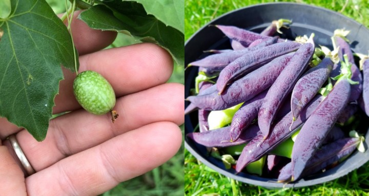 10 Attention Grabbing Heirloom Vegetables to Grow This Year