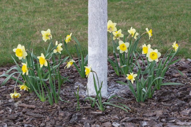 10 Reasons To Plant Daffodils This Fall