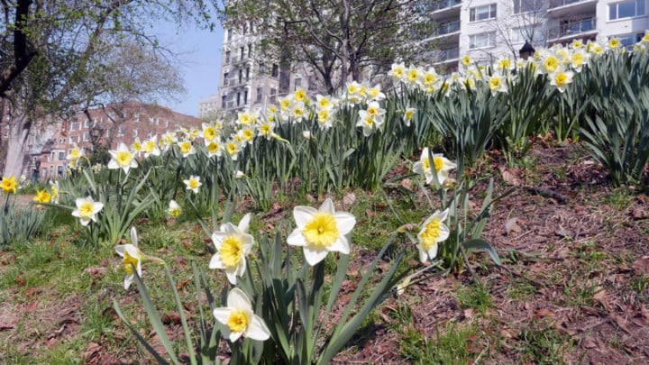 10 Reasons To Plant Daffodils This Fall