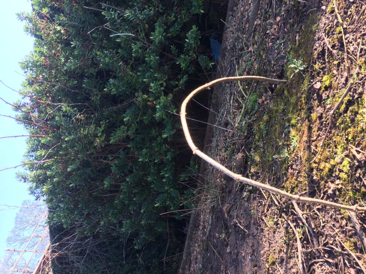 How To Make a Row Cover Frame From Branches