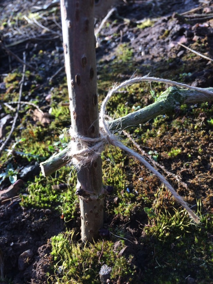 How To Make a Row Cover Frame From Branches