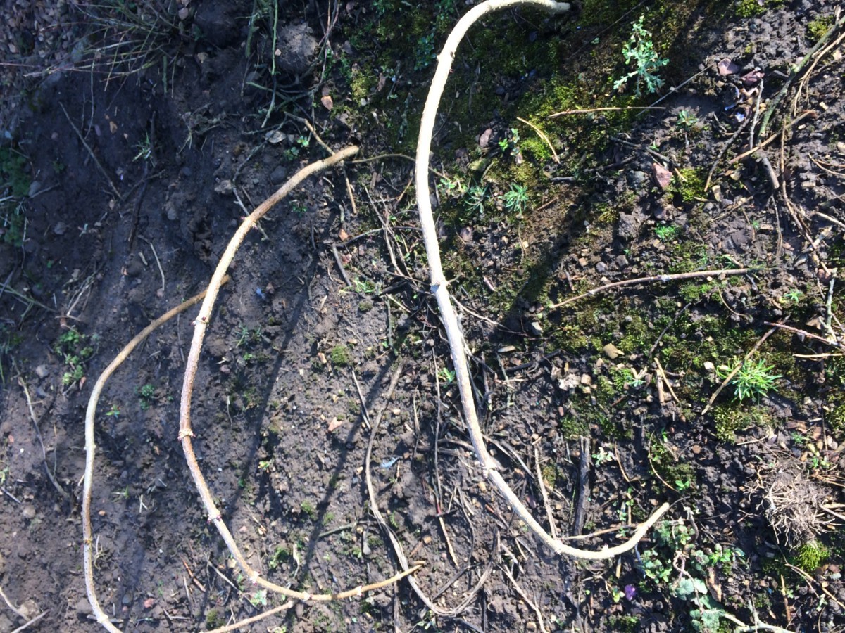 How To Make a Row Cover Frame From Branches