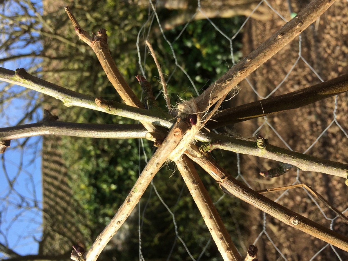 How To Make a Rustic Trellis Out of Branches