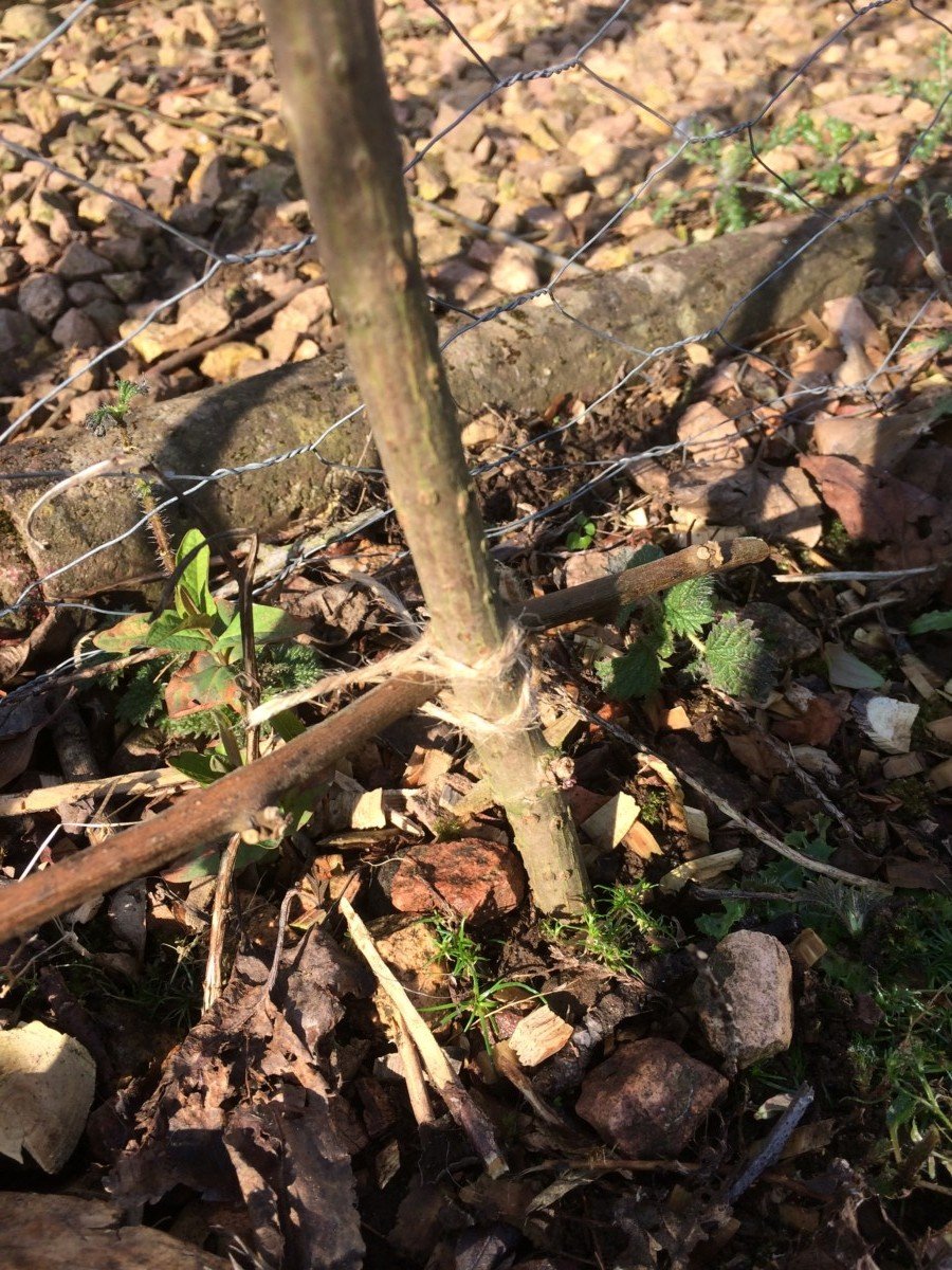 How To Make a Rustic Trellis Out of Branches
