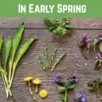 25 Edible Wild Plants To Forage For In Early Spring