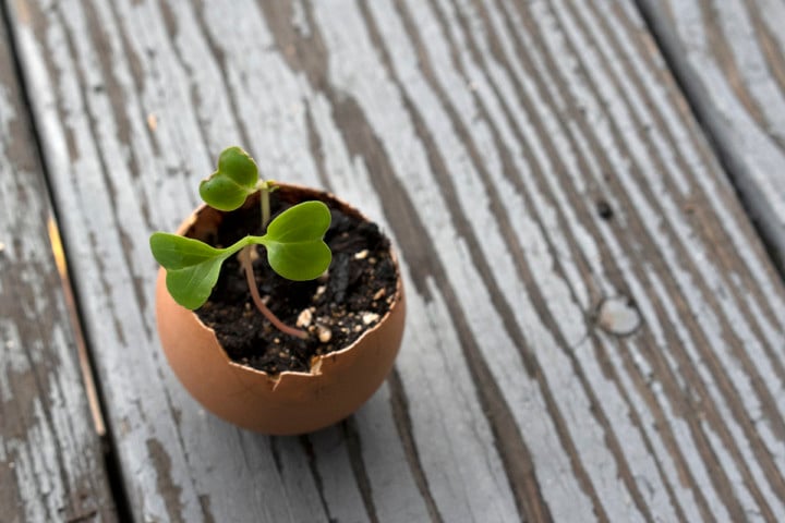 6 Eggshell Uses in the Garden + 4 Eggshell Gardening Myths