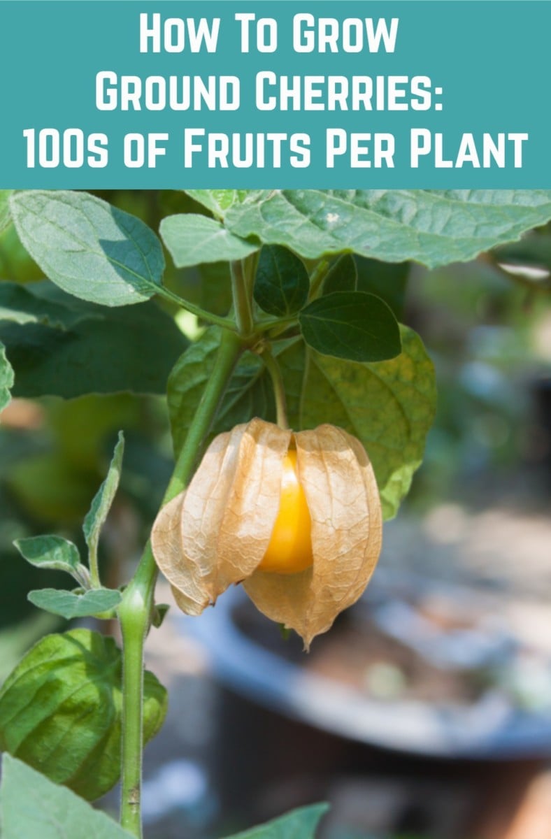 How To Grow Ground Cherries: 100s of Fruits Per Plant