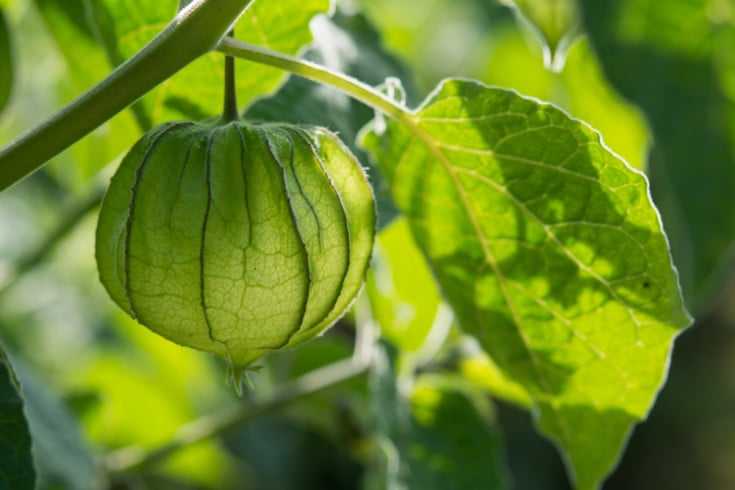 How To Grow Ground Cherries: 100s of Fruits Per Plant