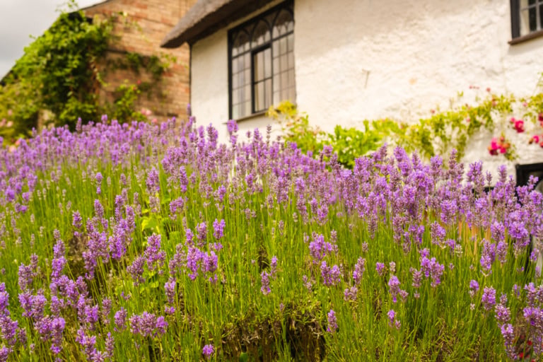 7 Plants That Naturally Repel Pests and How To Use Them