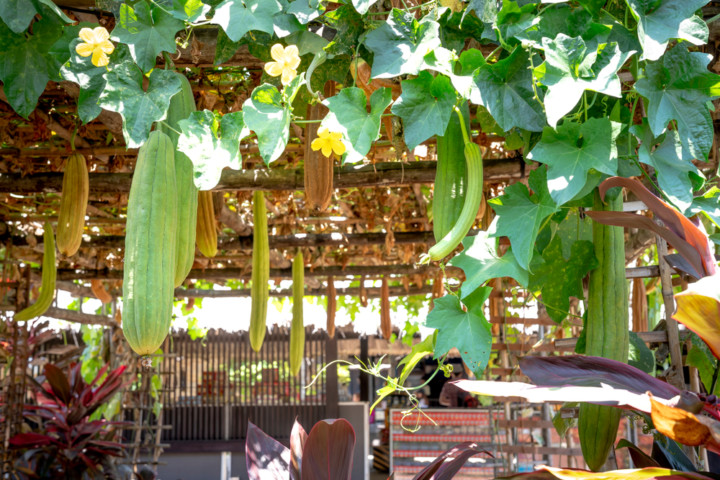 How To Trellis And Grow Squash Vertically For Higher Yields In Less Space
