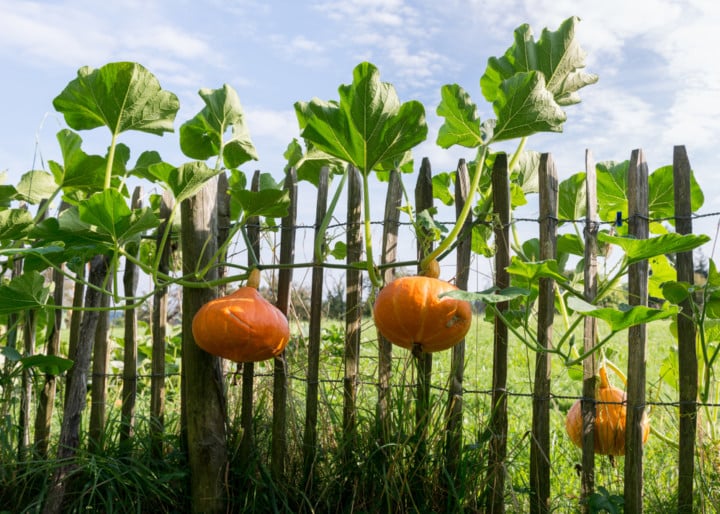 How To Trellis And Grow Squash Vertically For Higher Yields In Less Space