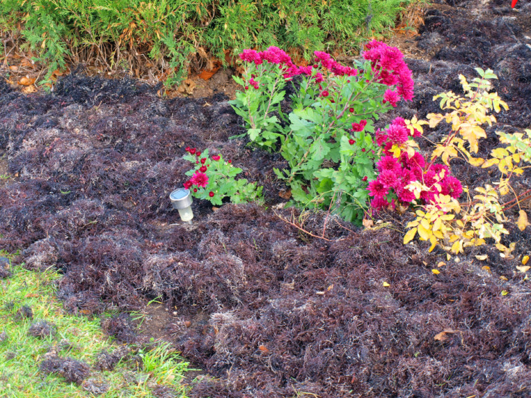 15 Seaweed Uses Around Your Home and Garden