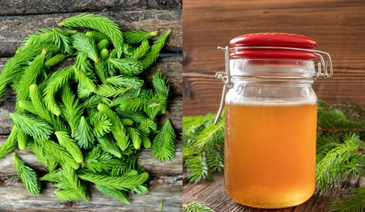 Homemade Spruce Tips Syrup, Tea & More Great Spruce Tips Uses